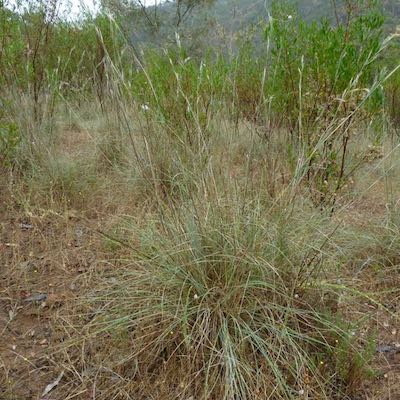 Grasses | KLG_Nursery