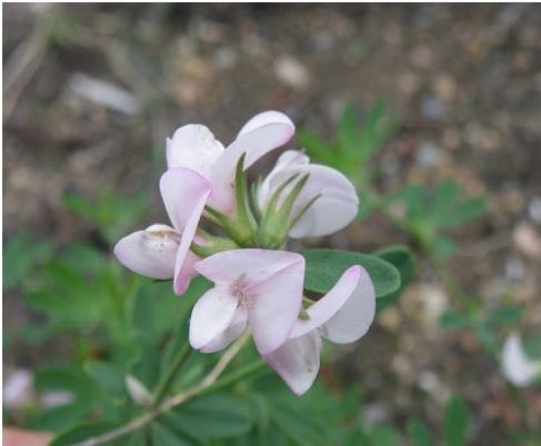 Small Shrubs | KLG_Nursery