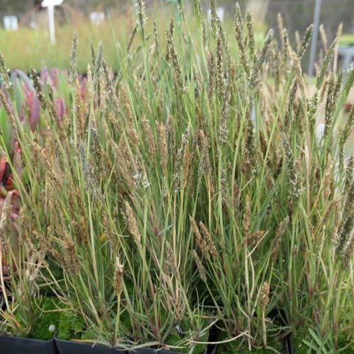 Grasses | KLG_Nursery